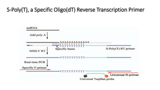 Mirna biogenesis, mechanism of action, isolation protocol, and ...