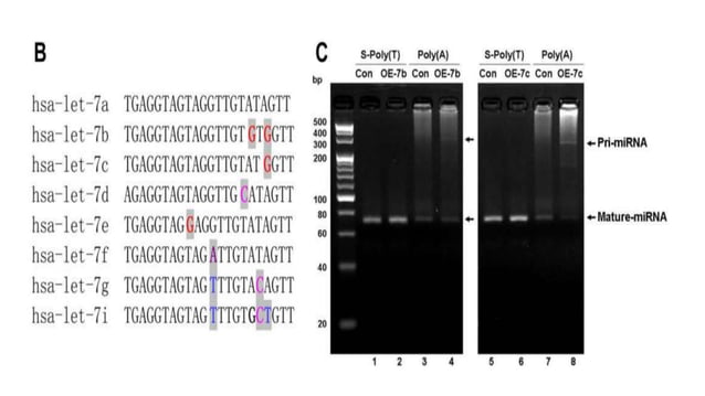 Mirna biogenesis, mechanism of action, isolation protocol, and ...