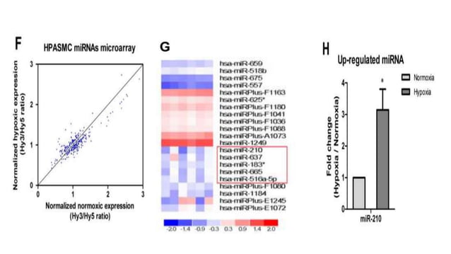 Mirna biogenesis, mechanism of action, isolation protocol, and ...