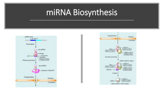 Mirna biogenesis, mechanism of action, isolation protocol, and ...