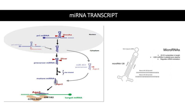 Mirna biogenesis, mechanism of action, isolation protocol, and ...