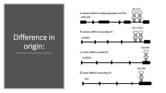 Mirna biogenesis, mechanism of action, isolation protocol, and ...