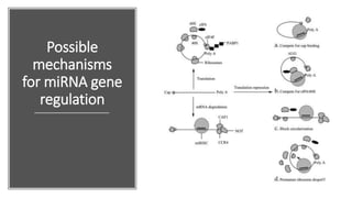 Mirna biogenesis, mechanism of action, isolation protocol, and ...
