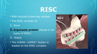 Micro RNA biogenesis, function and nomenclature | PPTX