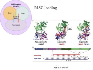 MicroRNA in Health and Disease | PPTX
