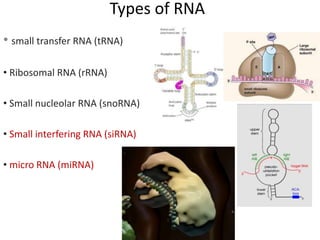MicroRNA in Health and Disease | PPTX