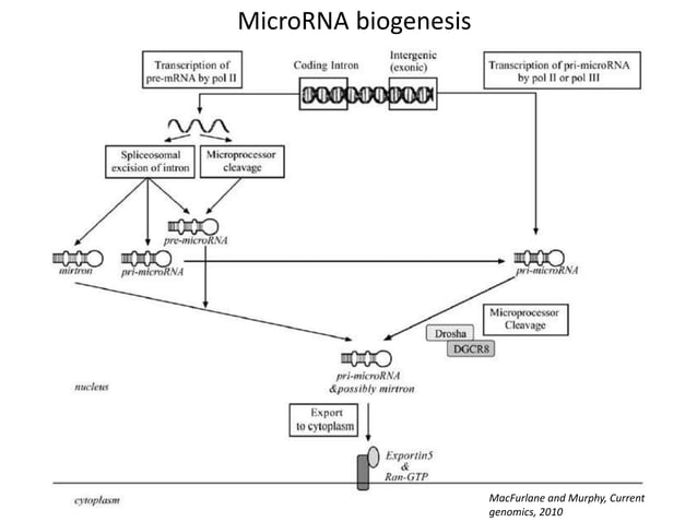MicroRNA in Health and Disease | PPTX