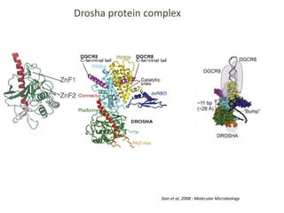 MicroRNA in Health and Disease | PPTX