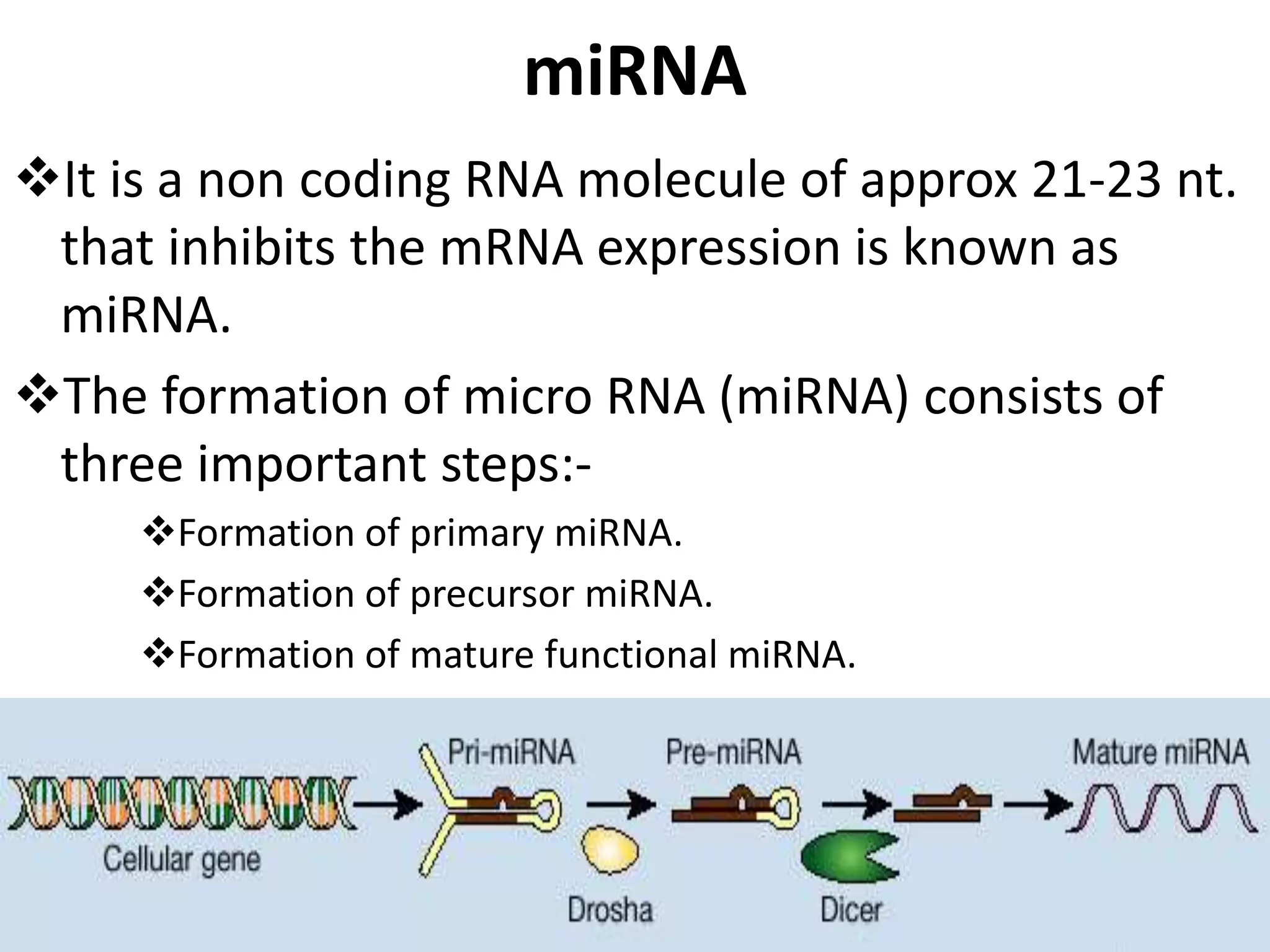 mi RNA and siRNA | PPTX