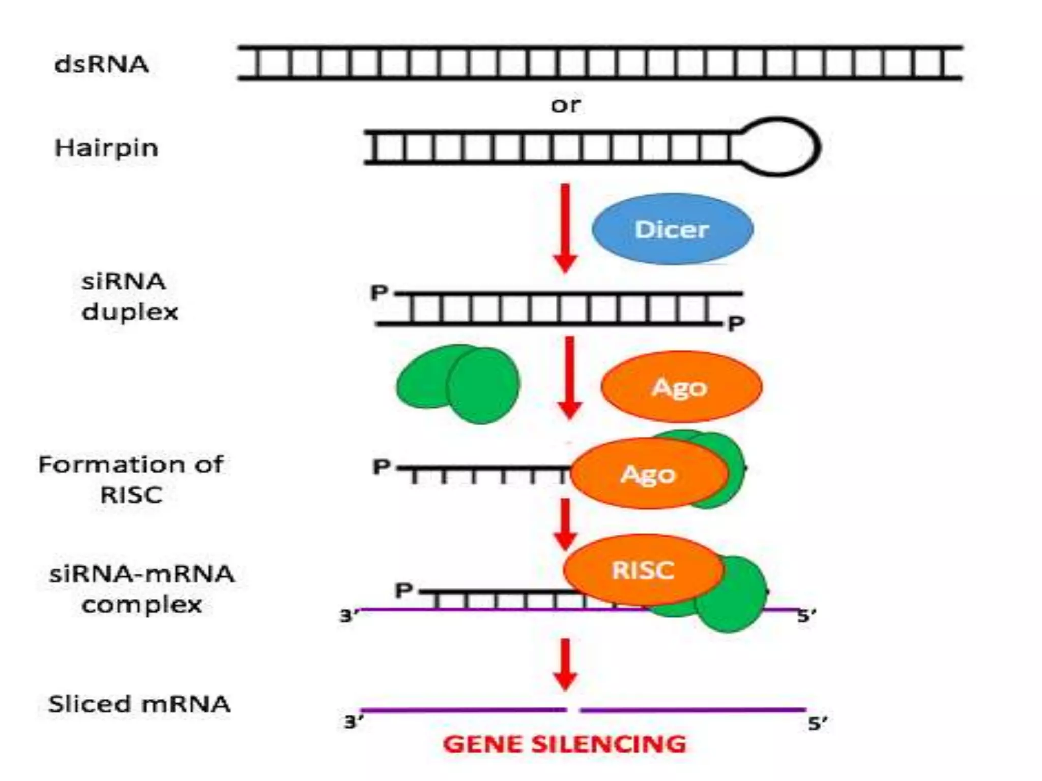 mi RNA and siRNA | PPTX