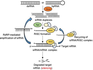 mi RNA and siRNA | PPTX | Biotech and Biomedical Industry | Industries
