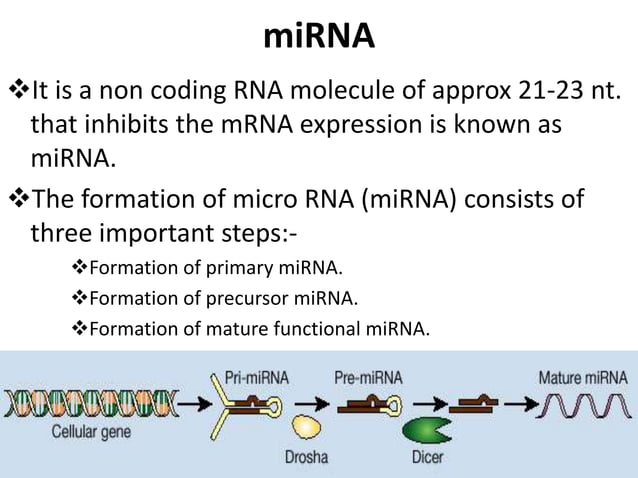 mi RNA and siRNA | PPTX | Biotech and Biomedical Industry | Industries