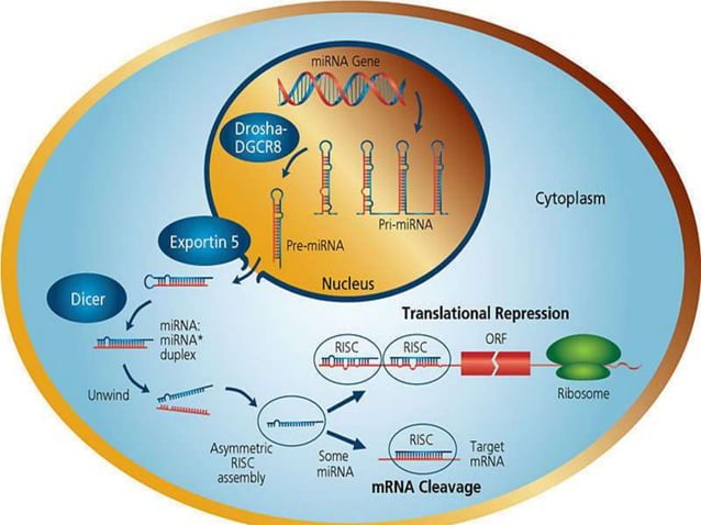 mi RNA and siRNA | PPTX | Biotech and Biomedical Industry | Industries