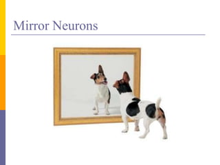 Mirror neurons | PPTX