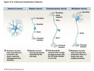 Mirror neurons | PPT