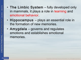 Mirror neurons | PPT