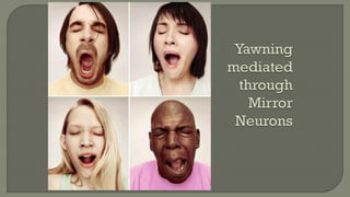 Mirror neurons and values | PPT