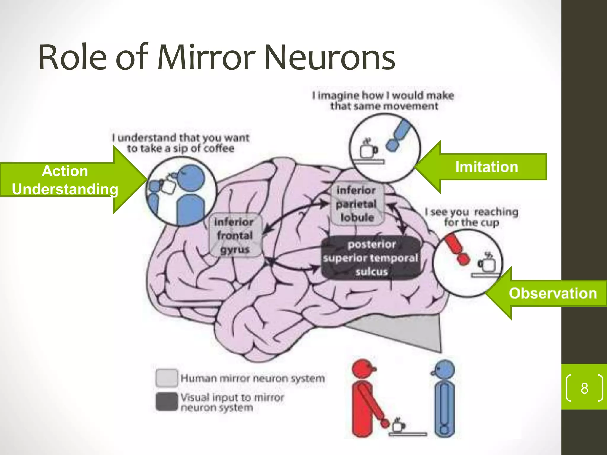 Mirror neuron system in neuro rehabilitation | PPTX