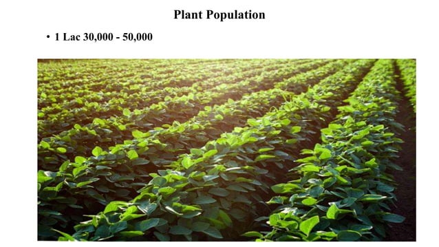 Soybean 1005.pptx