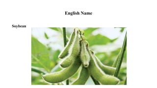 Soybean 1005.pptx