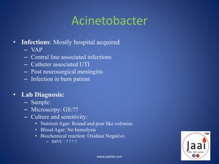 Miscellaneous bacteria campylo h pylori acineto legionella listeria | PPT