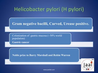 Miscellaneous bacteria campylo h pylori acineto legionella listeria | PPT