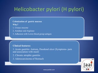 Miscellaneous bacteria campylo h pylori acineto legionella listeria | PPT