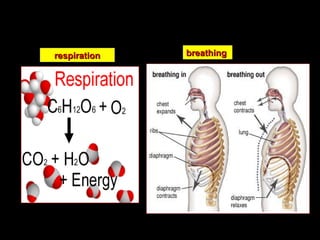 Misconception in biology2 | PPT | Lung and Respiratory Health ...