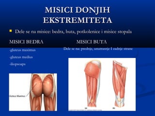 Misici | PPT