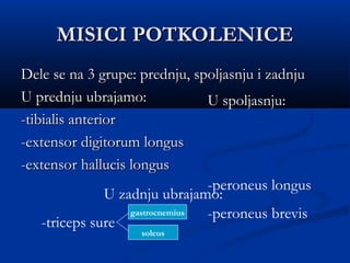 Misici | PPT