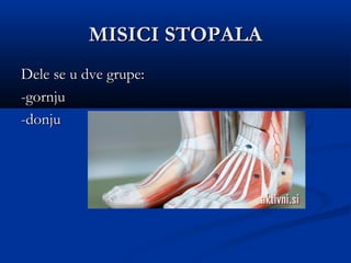 Misici | PPT