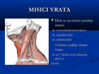 Misici | PPT