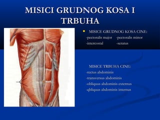 Misici | PPT