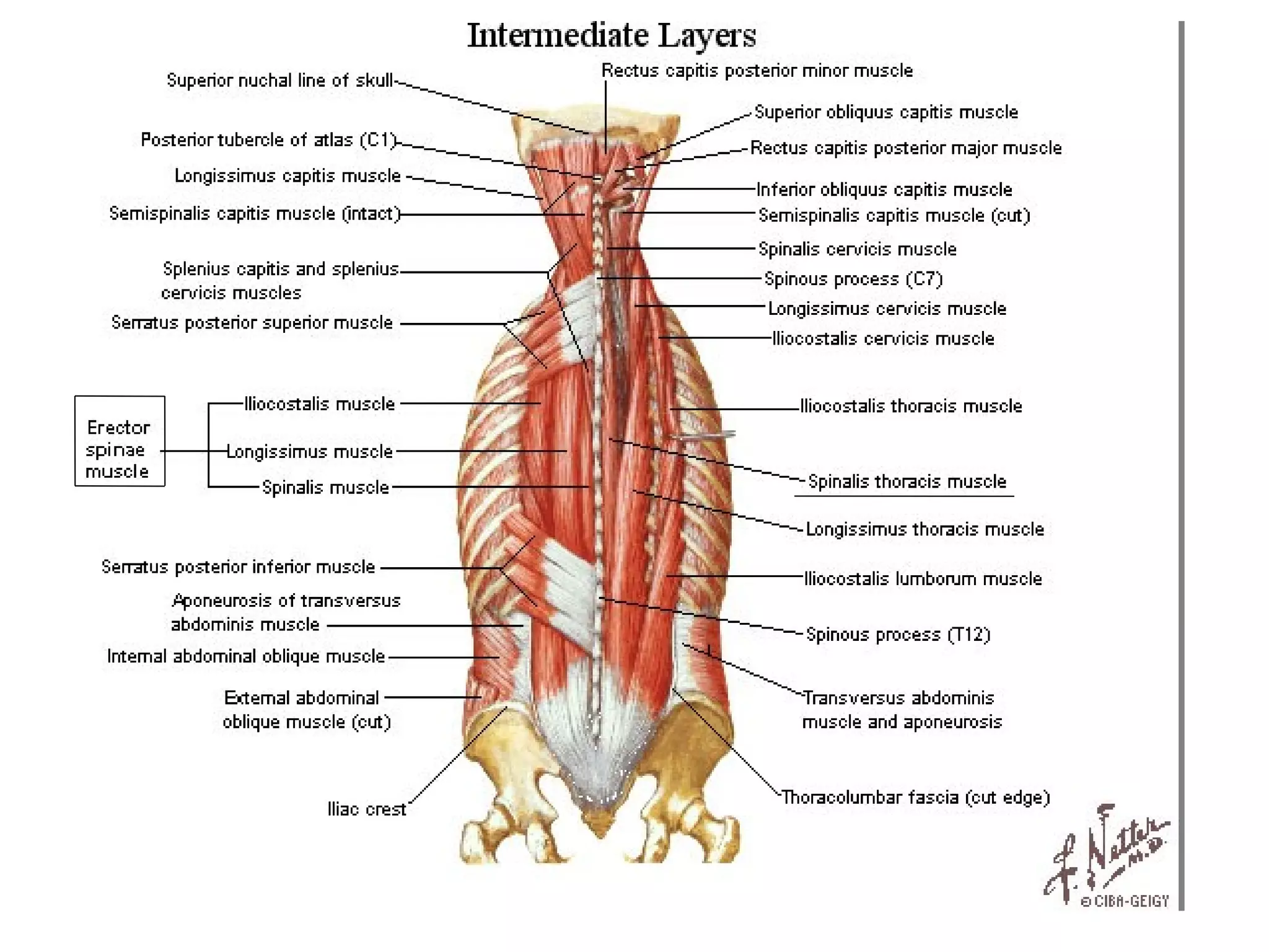 Misici glave, vrata i trupa | PPT