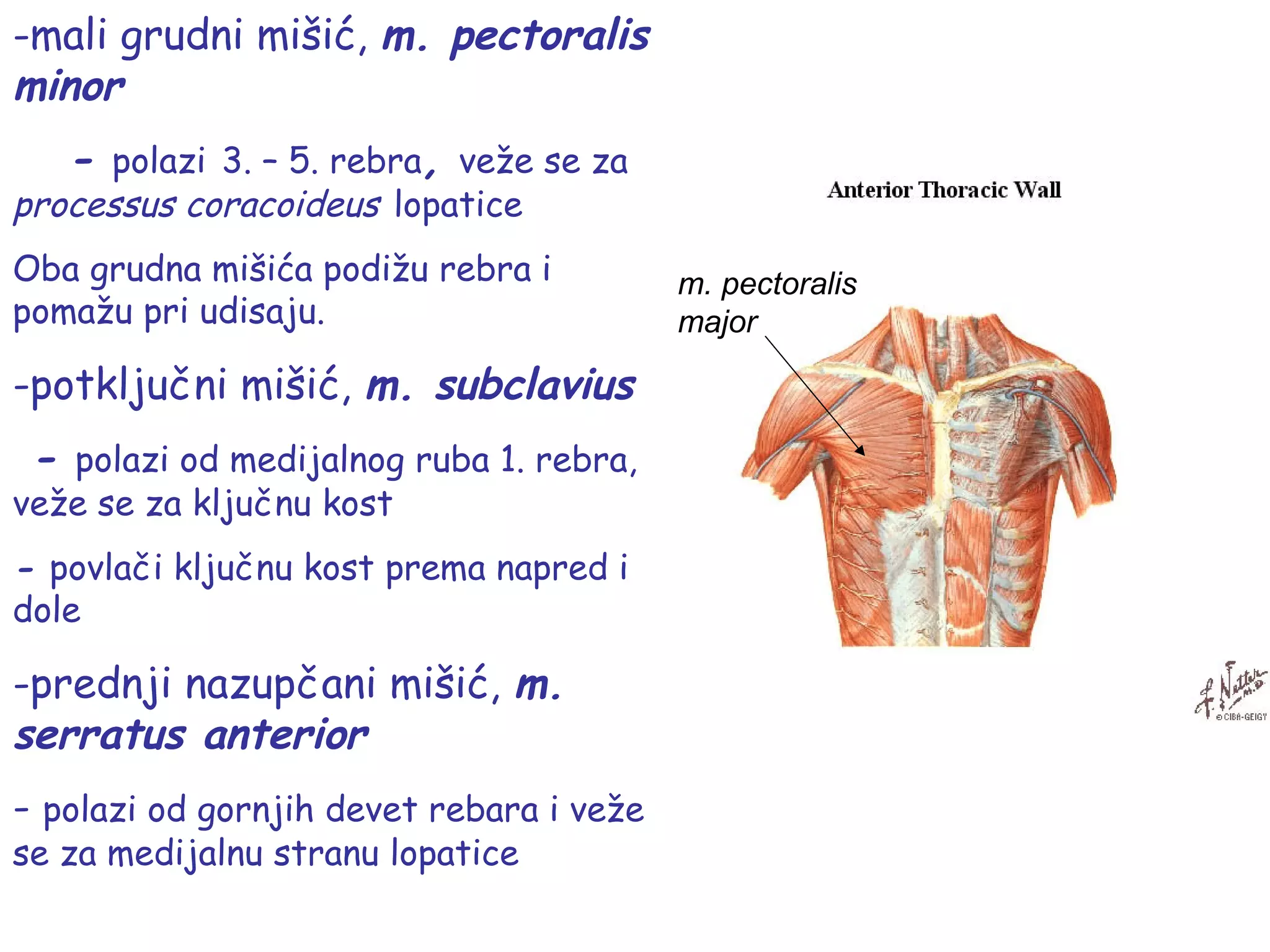 Misici glave, vrata i trupa | PPT