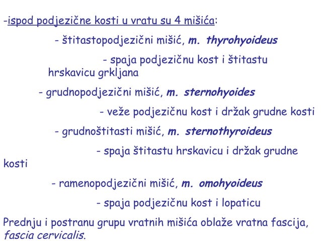 Misici glave, vrata i trupa | PPT