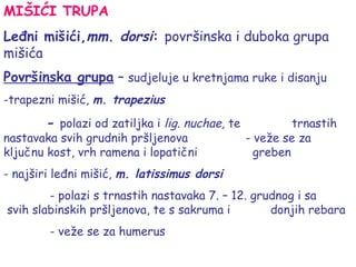 Misici glave, vrata i trupa | PPT