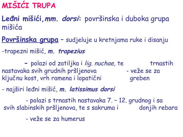 Misici glave, vrata i trupa | PPT