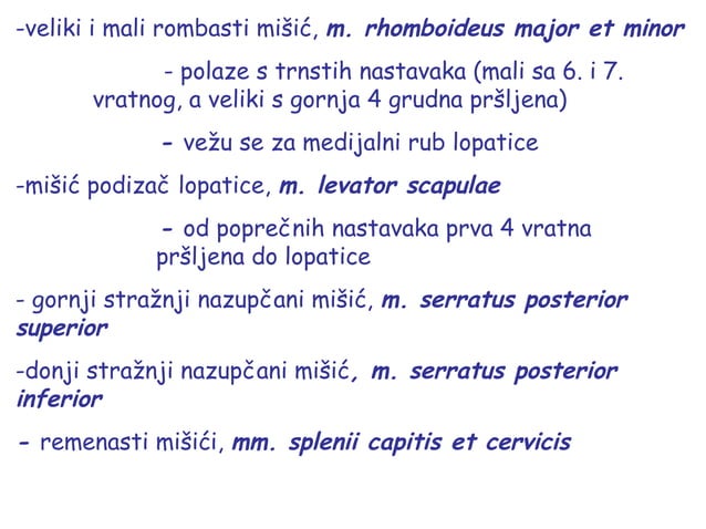 Misici glave, vrata i trupa | PPT
