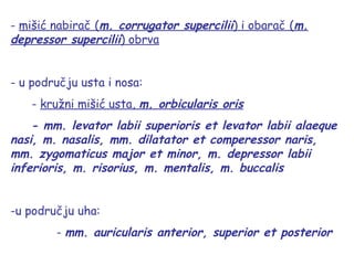 Misici glave, vrata i trupa | PPT