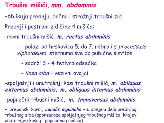 Misici glave, vrata i trupa | PPT