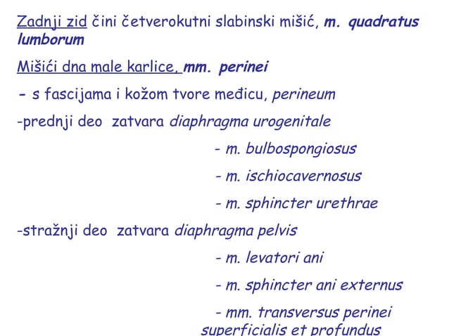 Misici glave, vrata i trupa | PPT