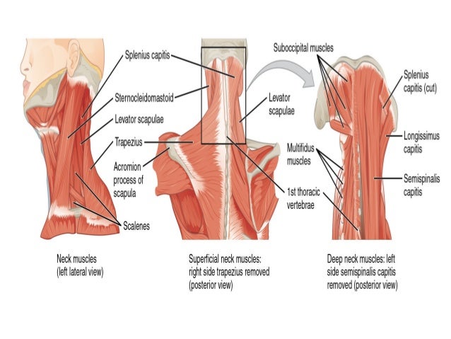 Misici glave, vrata i trupa