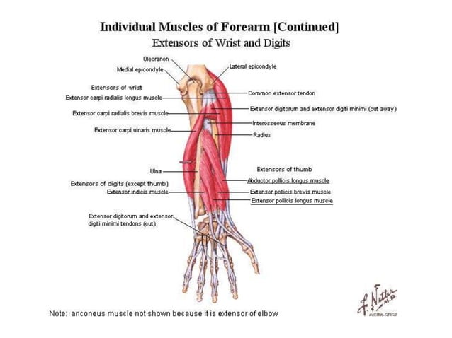 Misici gornjeg ekstremiteta | PPT