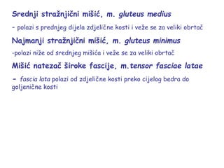 Misici gornjeg ekstremiteta | PPT