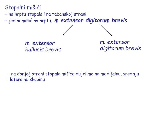 Misici gornjeg ekstremiteta | PPT