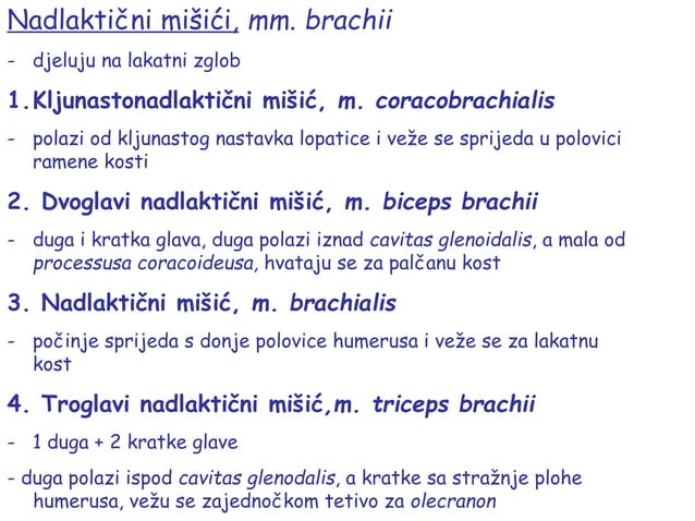 Misici gornjeg ekstremiteta | PPT