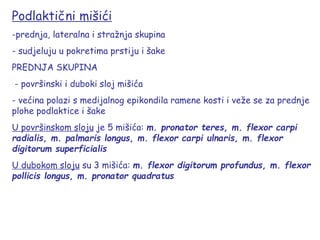 Misici gornjeg ekstremiteta | PPT