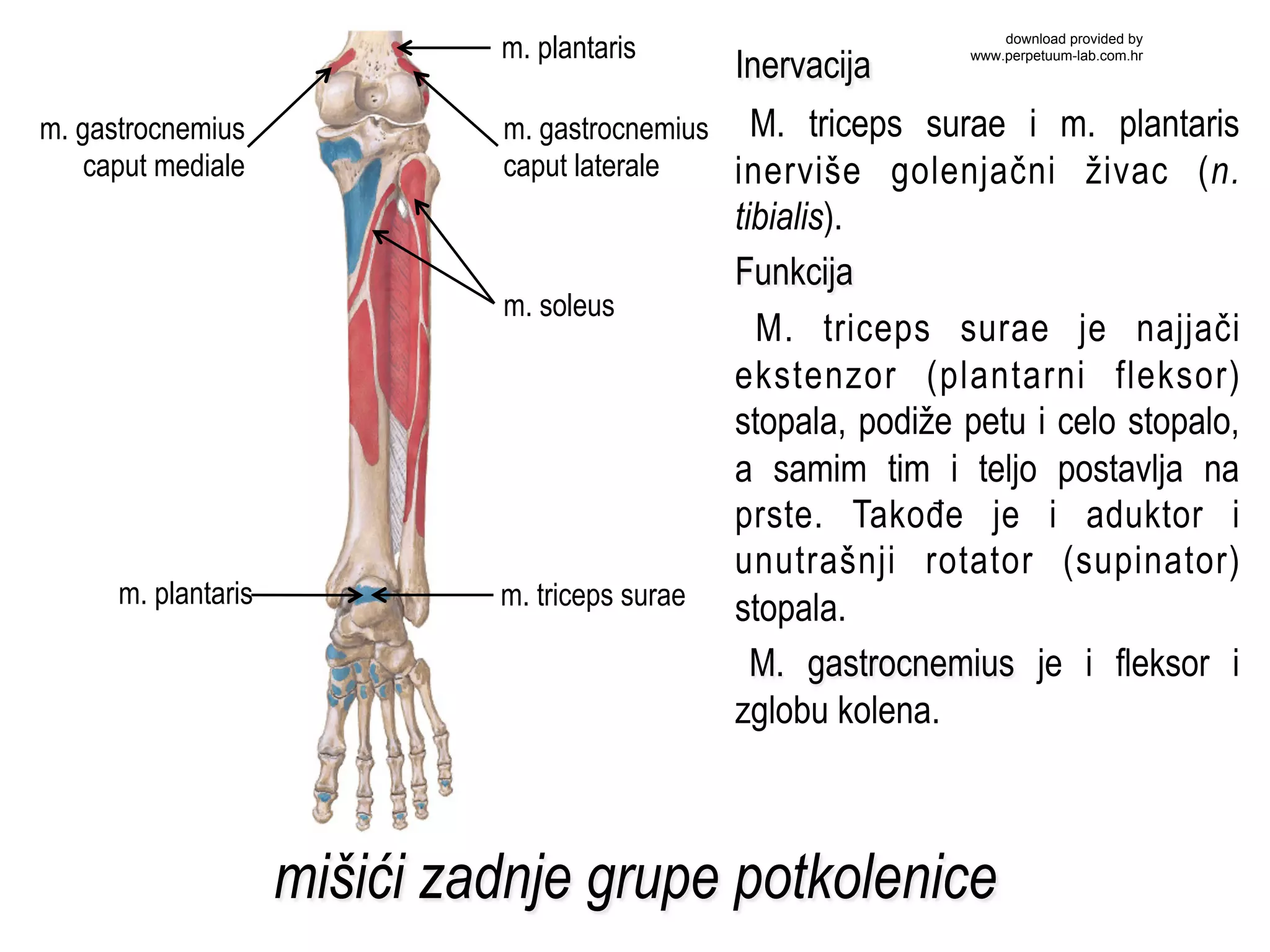 Misicii potkolenice i stopala | PDF