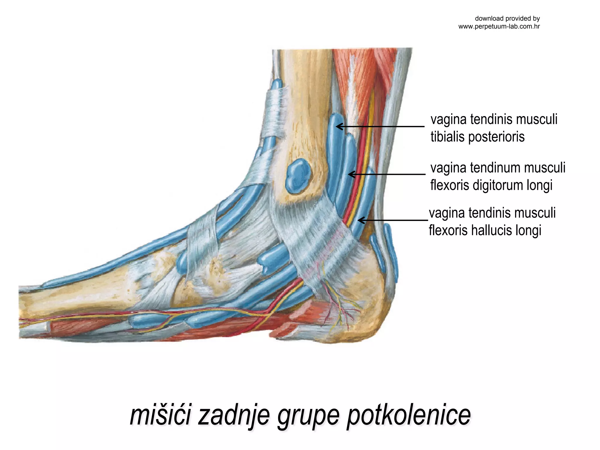 Misicii potkolenice i stopala | PDF
